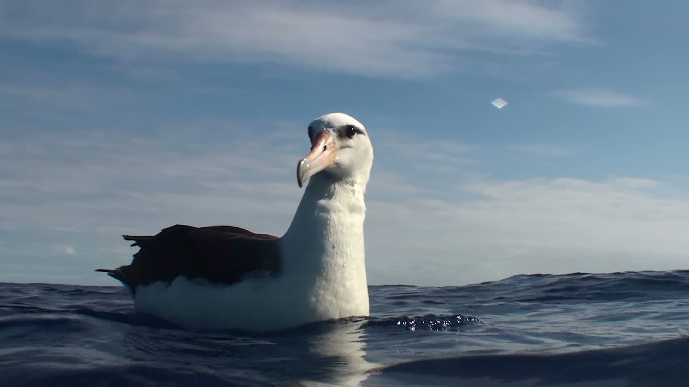 Hanging Out With An Albatross - Algalita